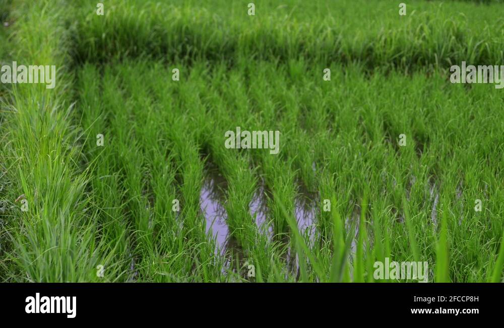background view new green field healthy rice in summer. business ...