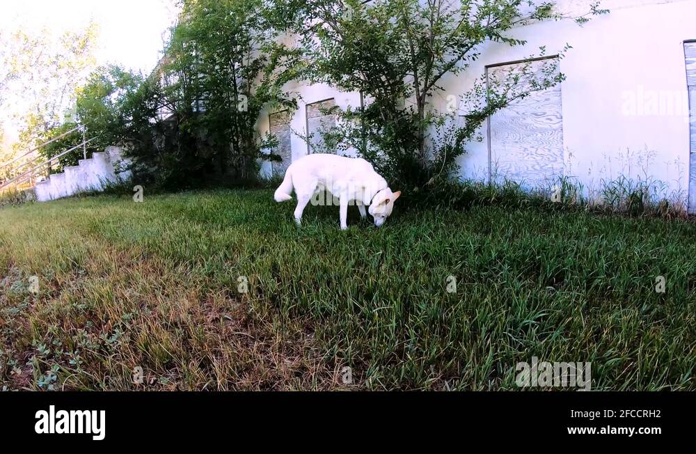 Off leach Stock Videos & Footage - HD and 4K Video Clips - Alamy