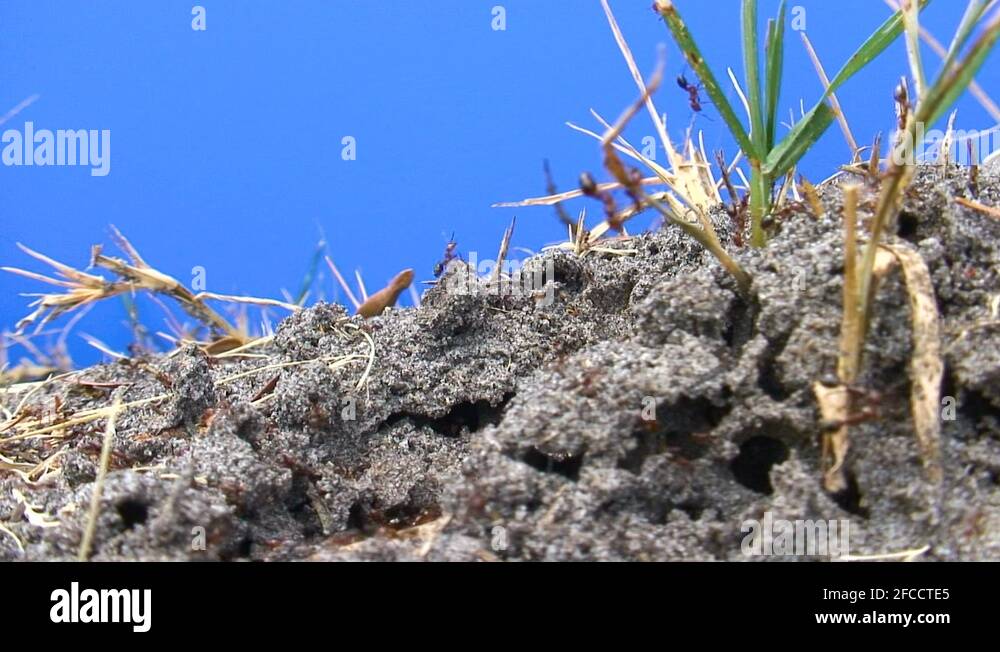 Agitated fire ants swarming outside of colony mound Stock Video Footage ...