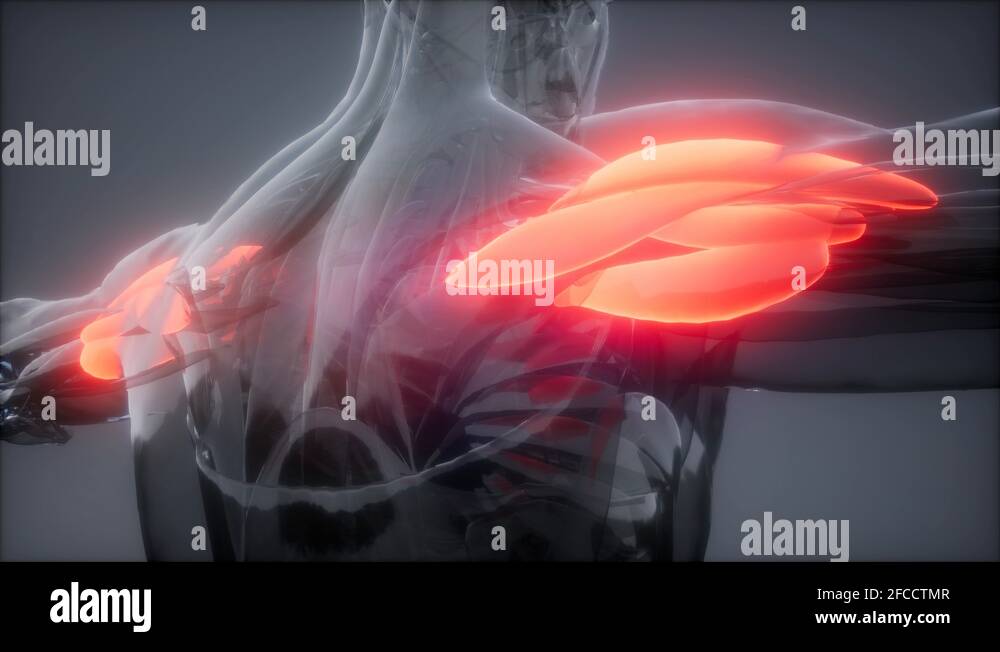deltoid - Visible muscle anatomy map Stock Video Footage - Alamy