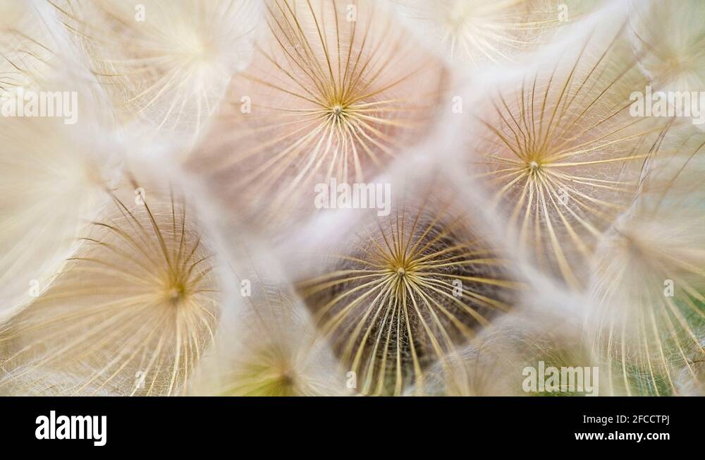 Looping Cinemagraph of delicate flowers in macro background Stock Video ...