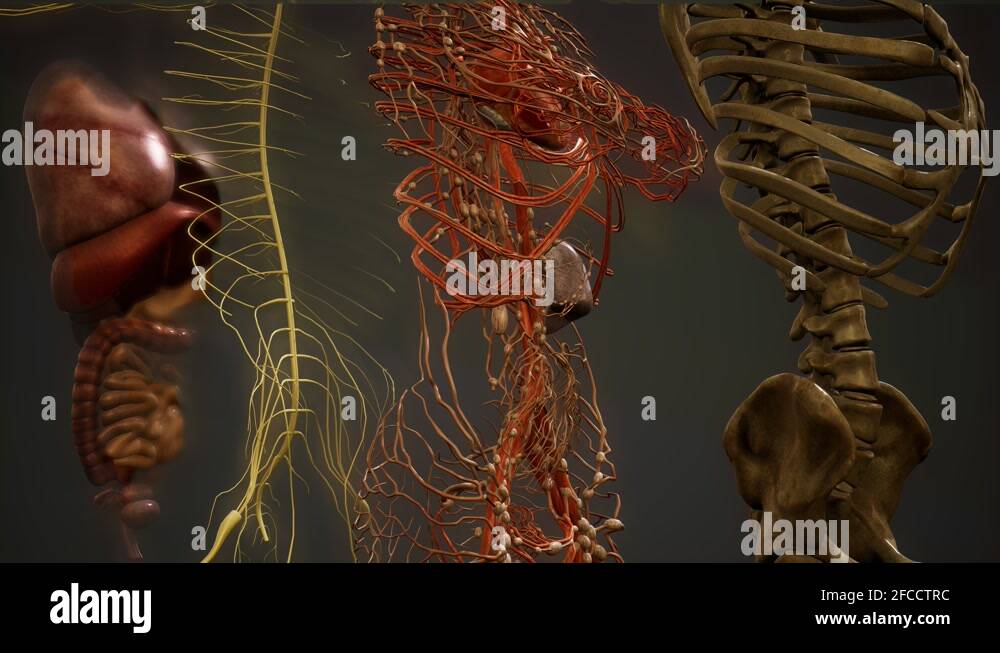 Animated 3D human anatomy illustration Stock Video Footage - Alamy