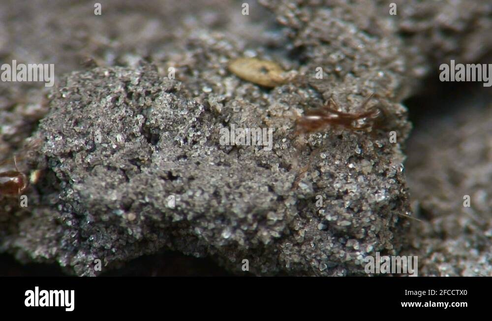 Close to disturbed fire ants moving quickly outside of mound B Stock ...