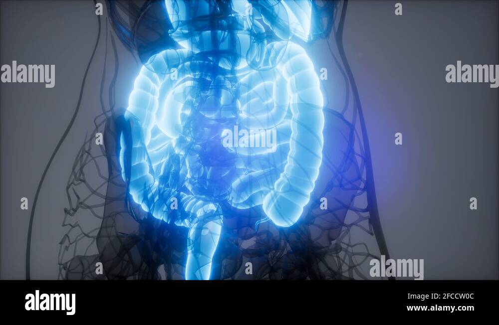 Digestive system illustration Stock Videos & Footage - HD and 4K Video ...