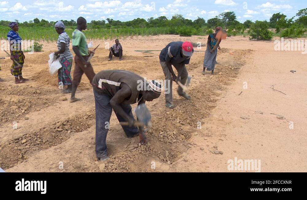 Poor sandy soil Stock Videos & Footage - HD and 4K Video Clips - Alamy