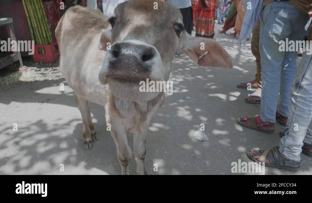 Close Up White Cow Standing In The Middle Of A Busy Street In India ...