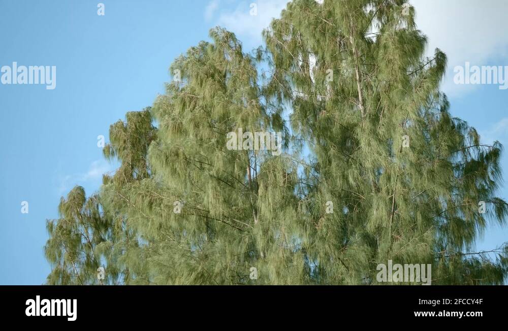 Pine trees forest with the sky and scene motion of rotation Stock Video ...