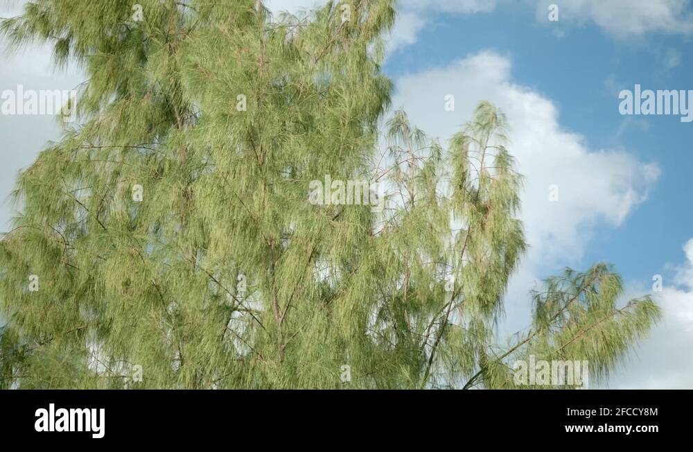 Pine trees forest with the sky and scene motion of rotation Stock Video ...