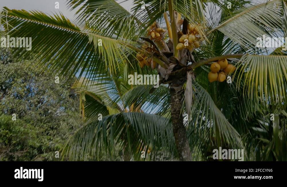 Friut trees Stock Videos & Footage - HD and 4K Video Clips - Alamy