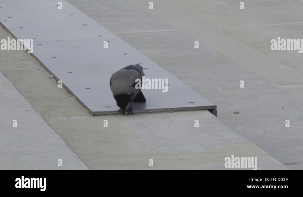 Raven street Stock Videos & Footage - HD and 4K Video Clips - Alamy