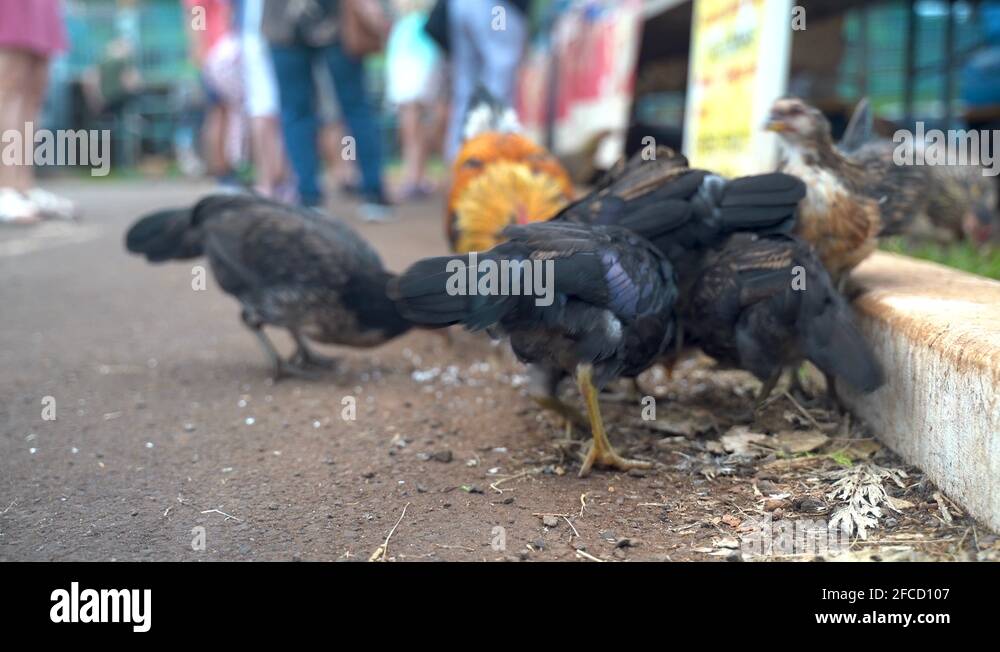Chicken hen indigenous Stock Videos & Footage - HD and 4K Video Clips ...