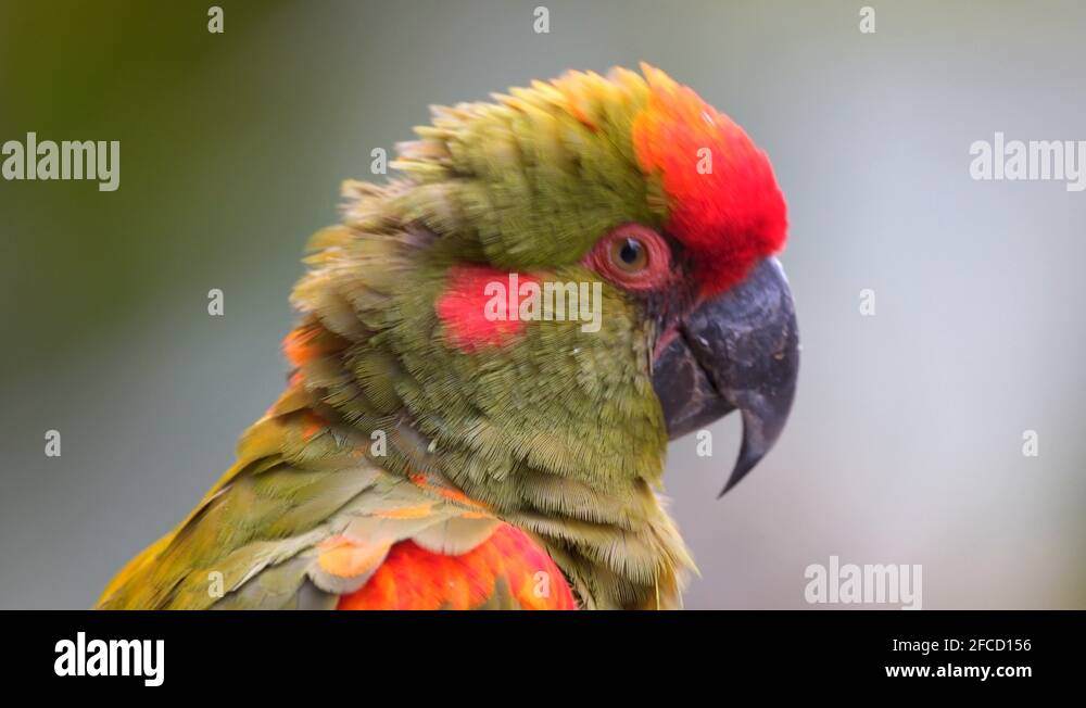 Red fronted macaw Stock Videos & Footage - HD and 4K Video Clips - Alamy