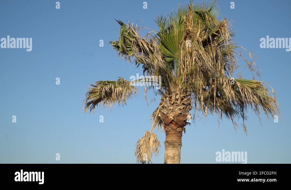 Dry climate and sunny blue sky Stock Videos & Footage - HD and 4K Video Clips - Alamy