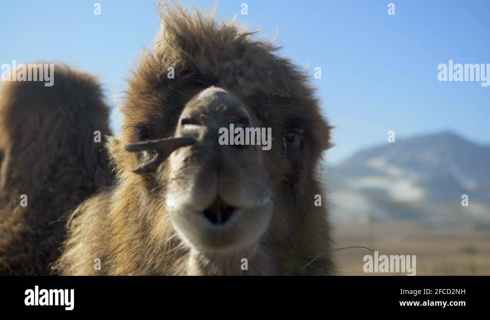 Steam from nose Stock Videos & Footage - HD and 4K Video Clips - Alamy