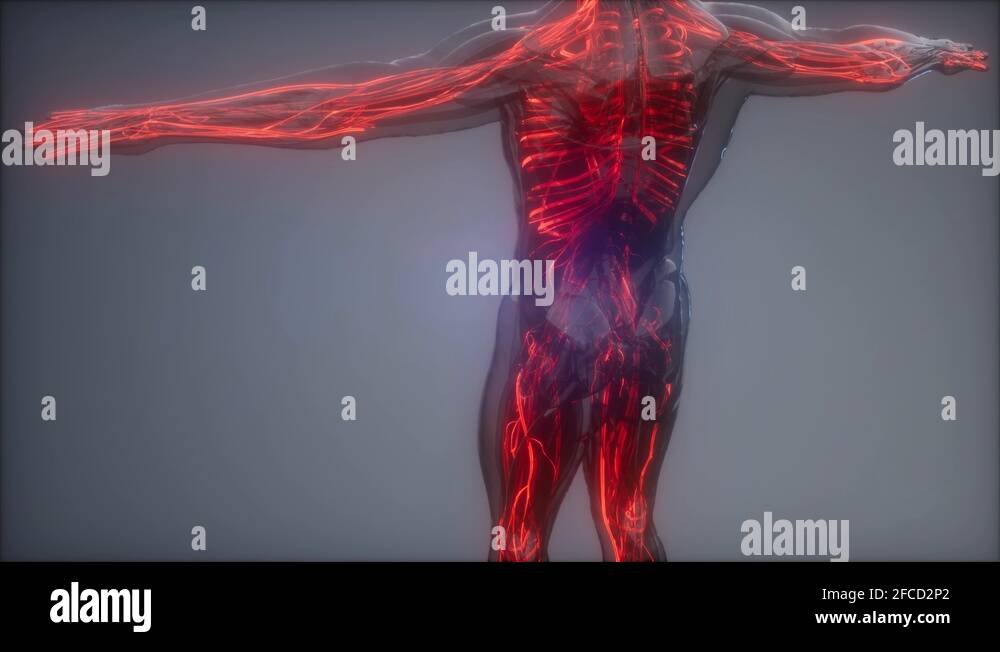 3d human body veins Stock Videos & Footage - HD and 4K Video Clips - Alamy
