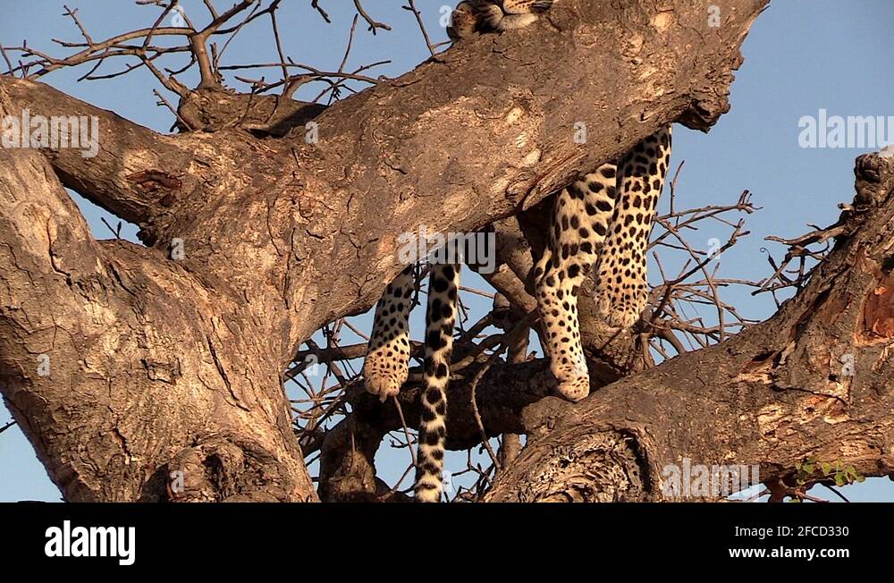 Zoom out on a leopard peacefully sleeping in a marula tree with its ...