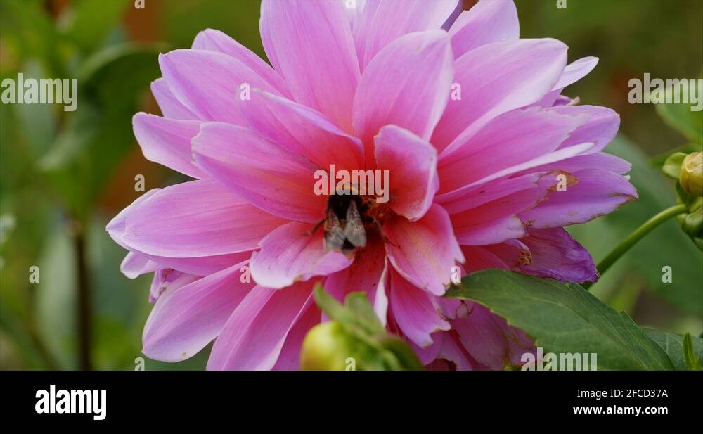 Dahlia flower pollination Stock Videos & Footage - HD and 4K Video ...