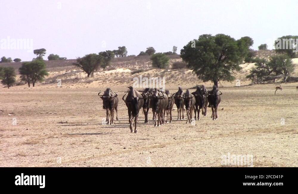 Wildebeest track Stock Videos & Footage - HD and 4K Video Clips - Alamy