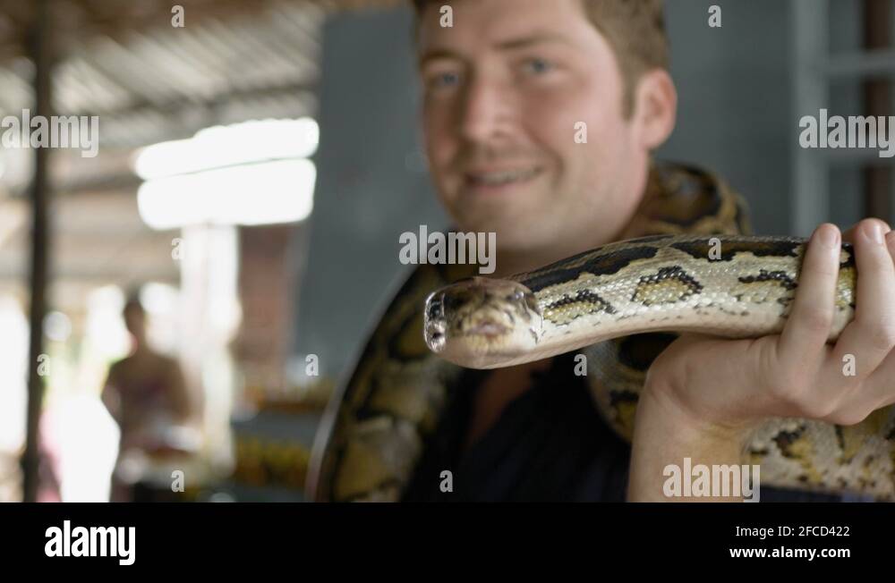 Python pythonidae Stock Videos & Footage - HD and 4K Video Clips - Alamy