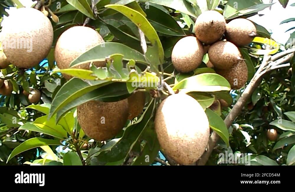 Sapota tree Stock Videos & Footage - HD and 4K Video Clips - Alamy