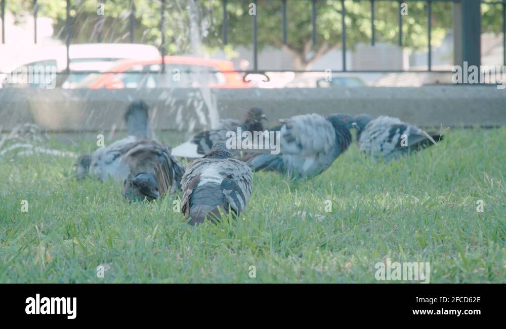 Raising pigeons Stock Videos & Footage - HD and 4K Video Clips - Alamy