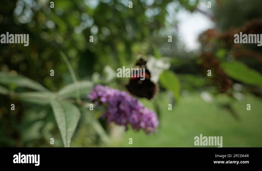 Butterfly pollination proboscis Stock Videos & Footage - HD and 4K ...