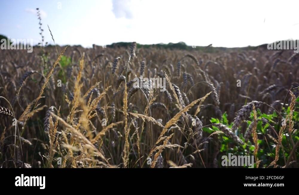 Spike weed Stock Videos & Footage - HD and 4K Video Clips - Alamy