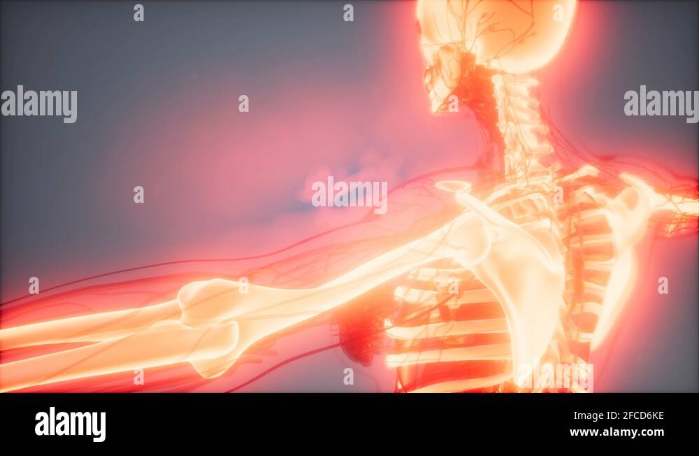 Transparent Human Body with Visible Bones Stock Video Footage - Alamy