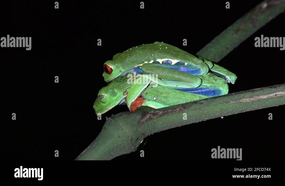 Red-eyed tree Frogs mating in lowland rainforest in the night portrait ...