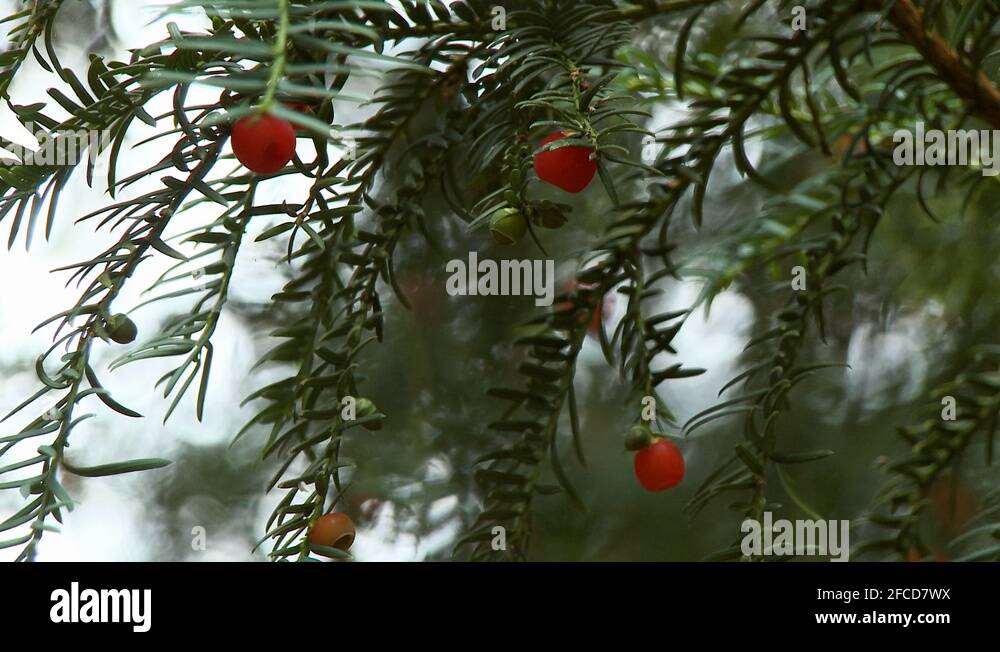 Tree toxic poisonous hanging Stock Videos & Footage - HD and 4K Video ...