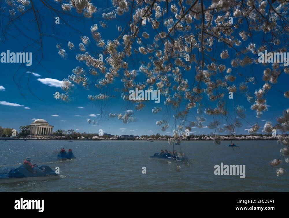Tidal basin cherry blossom Stock Videos & Footage - HD and 4K Video ...