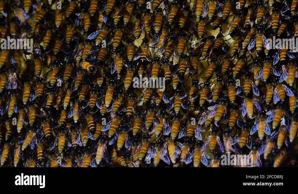 Giant Honey Bees are known to build large colonies of nest with Stock ...
