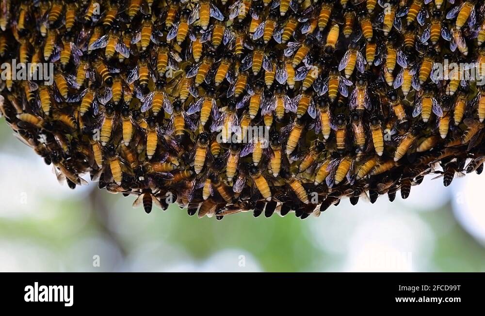 Giant Honey Bees are known to build large colonies of nest with Stock ...