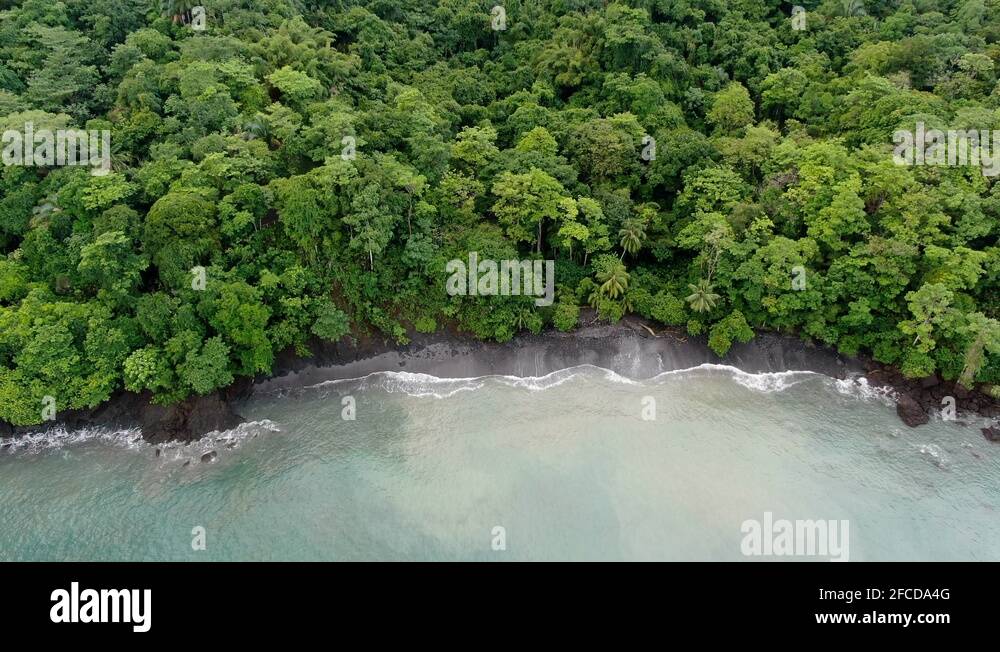 Costa rican tropical rainforest Stock Videos & Footage - HD and 4K ...