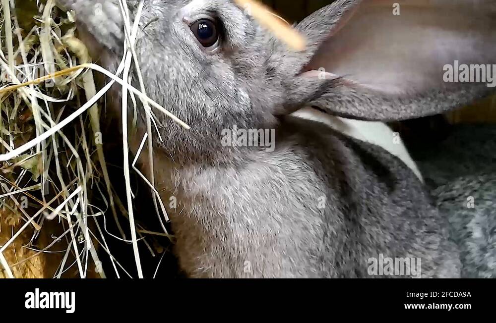 Silver bunny Stock Videos & Footage - HD and 4K Video Clips - Alamy