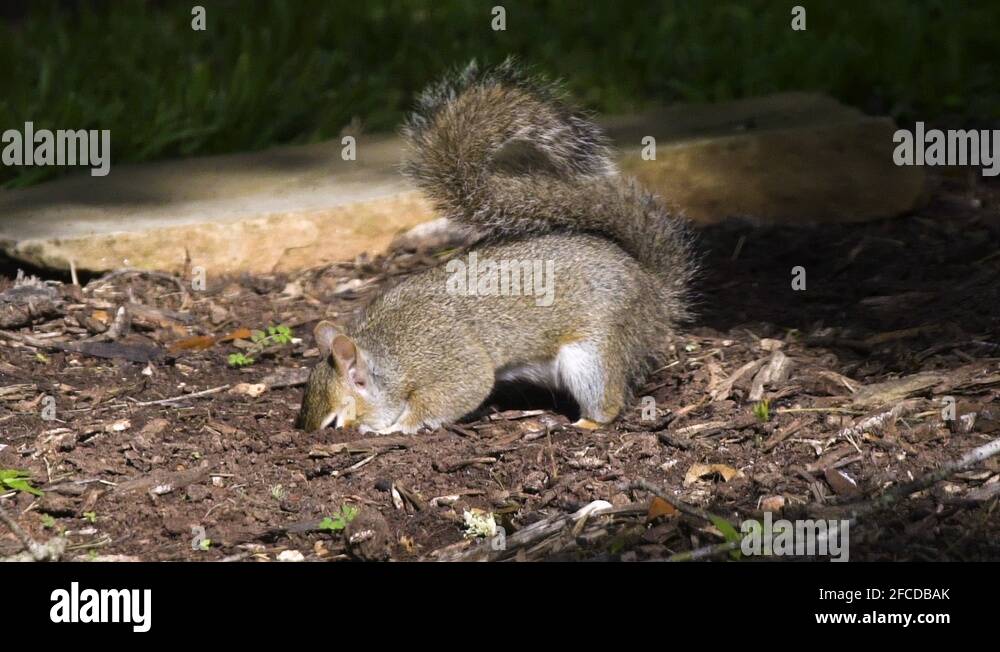 Digging squirrel Stock Videos & Footage - HD and 4K Video Clips - Alamy