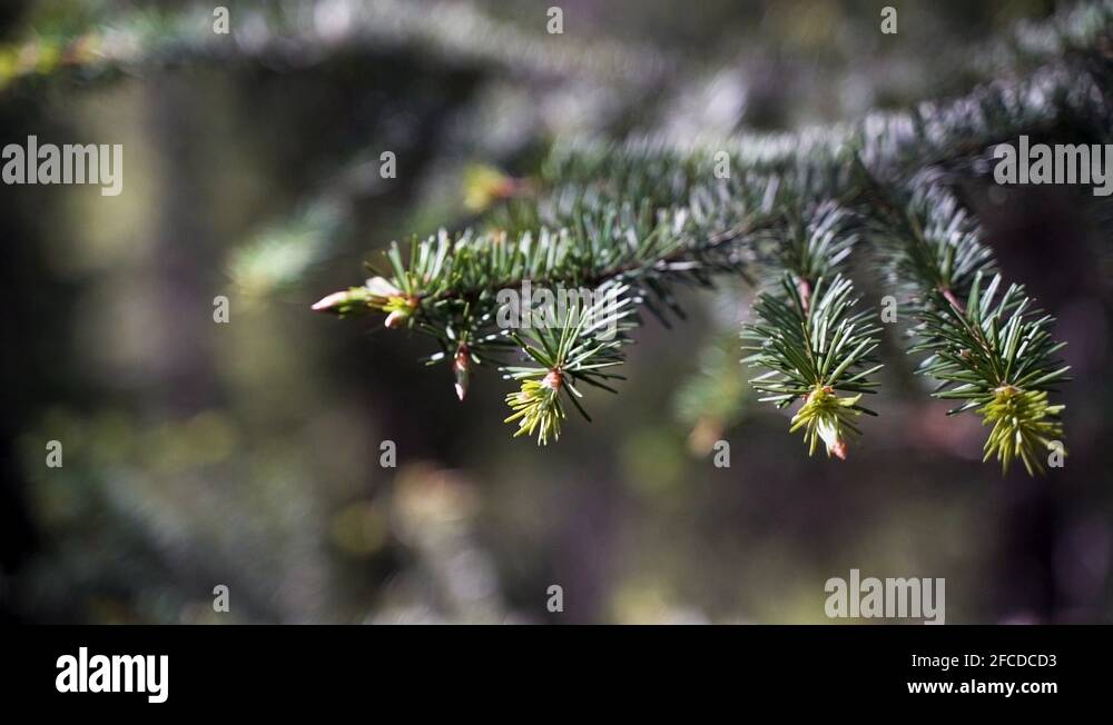 Native tree to canada Stock Videos & Footage - HD and 4K Video Clips ...