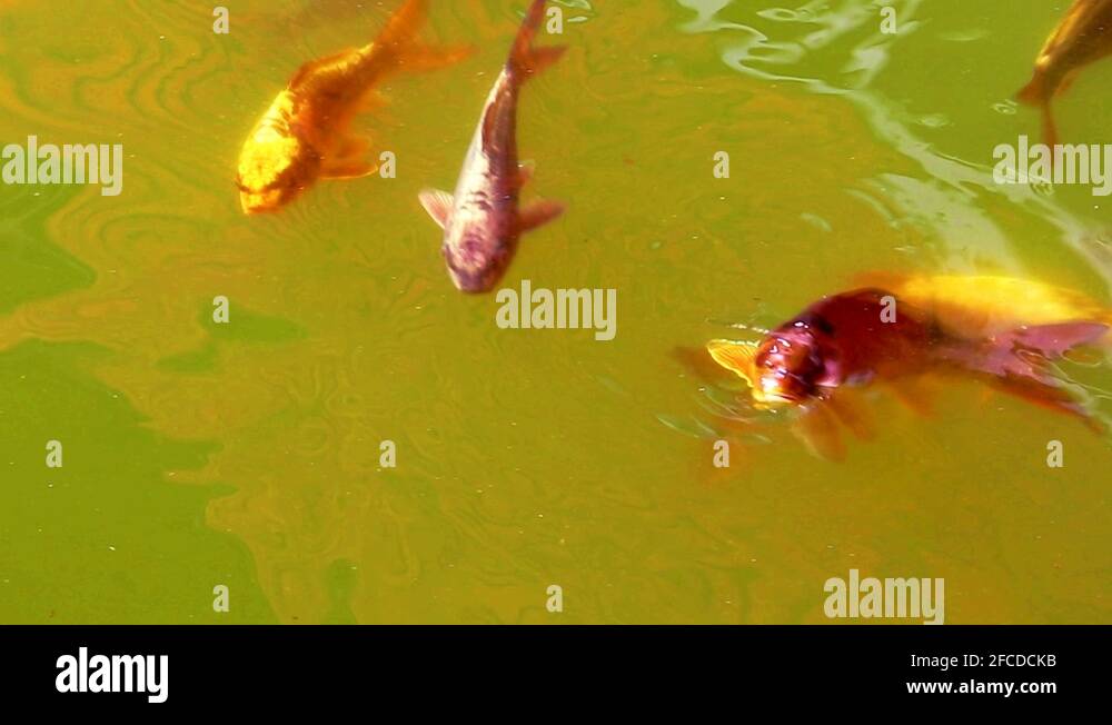 Domesticated amur carp Stock Videos & Footage - HD and 4K Video Clips ...