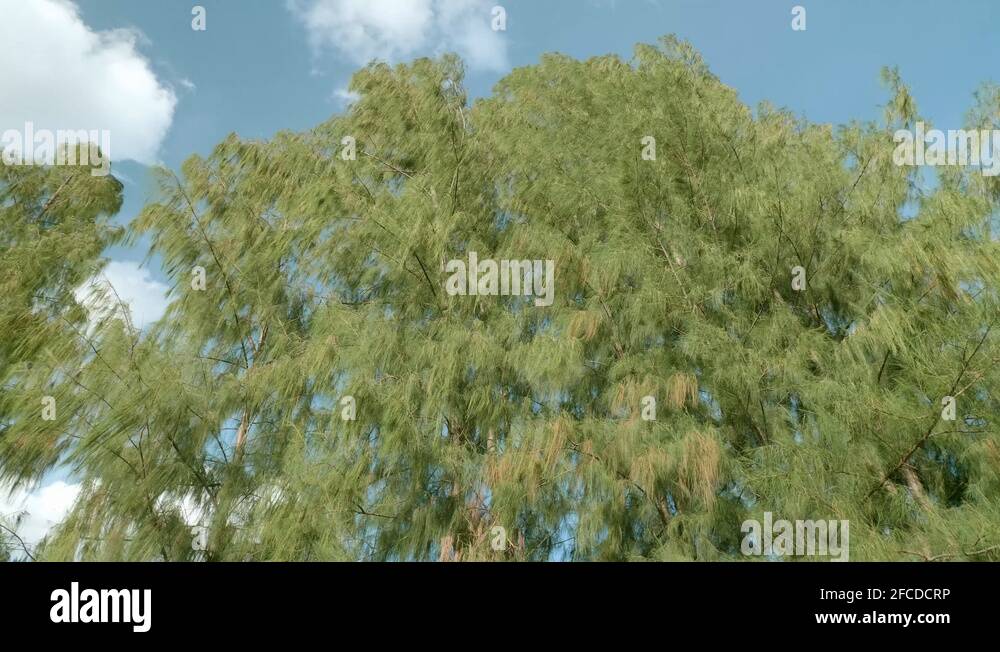 Pine trees forest with the sky and scene motion of rotation Stock Video ...