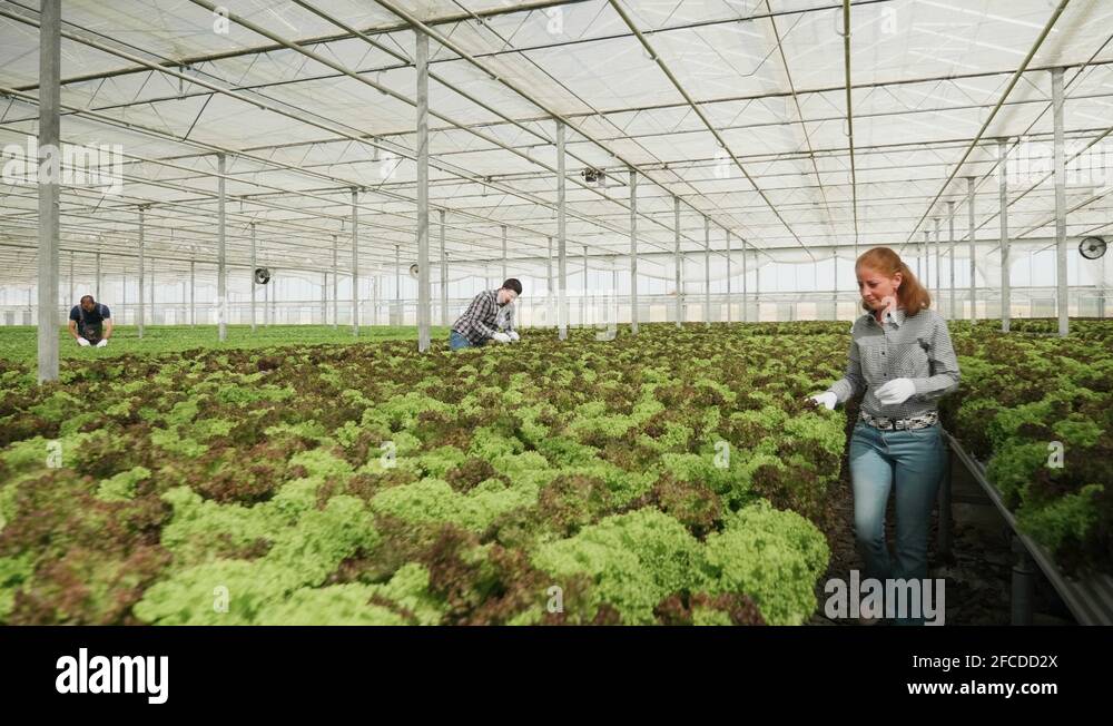 Agronomy engineer Stock Videos & Footage - HD and 4K Video Clips - Alamy