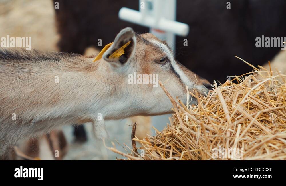 Lamb on straw Stock Videos & Footage - HD and 4K Video Clips - Alamy