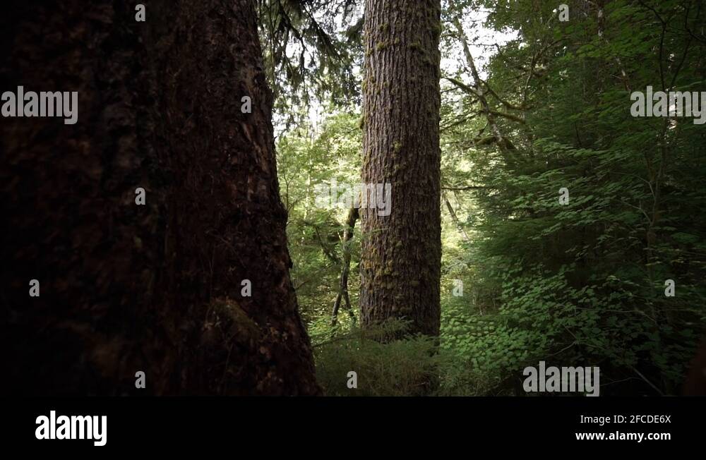 Pacific hemlock Stock Videos & Footage - HD and 4K Video Clips - Alamy