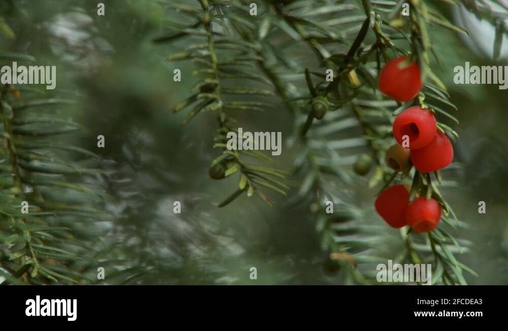 Poisonous yew tree Stock Videos & Footage - HD and 4K Video Clips - Alamy