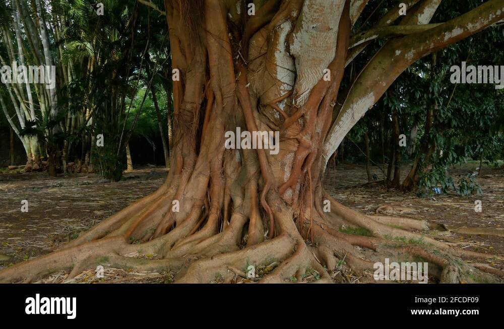 Banyan tree trunk roots Stock Videos & Footage - HD and 4K Video Clips ...