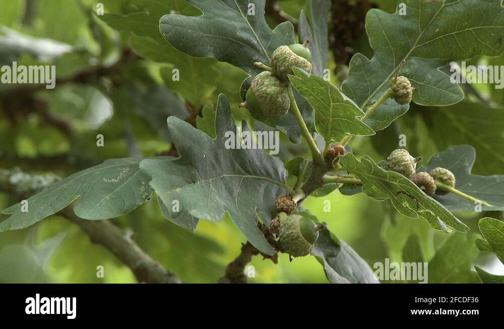 Oak tree limbs Stock Videos & Footage - HD and 4K Video Clips - Alamy