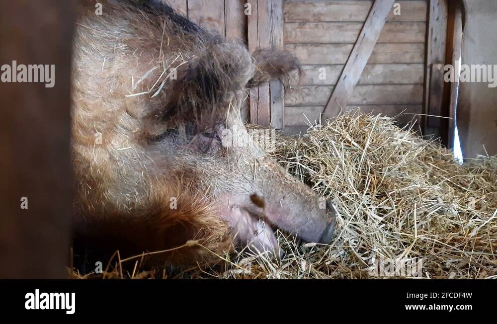 Pig feces Stock Videos & Footage - HD and 4K Video Clips - Alamy