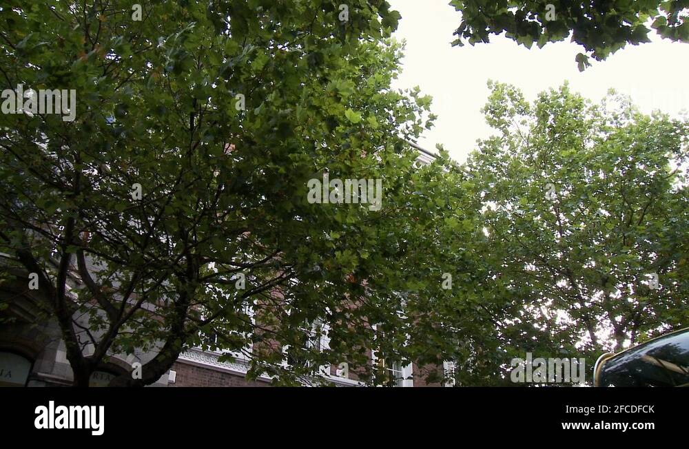 Urban street trees Stock Videos & Footage - HD and 4K Video Clips - Alamy