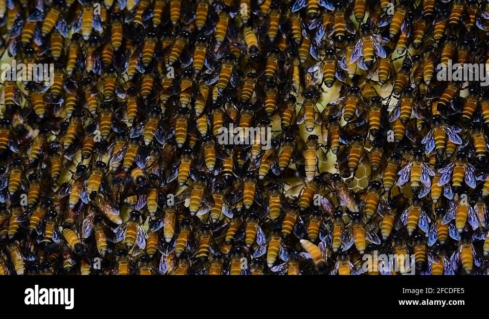 Giant Honey Bees are known to build large colonies of nest with Stock ...