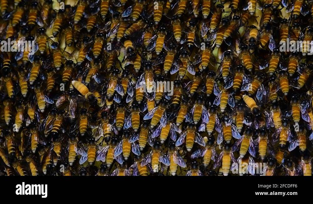 Giant Honey Bees are known to build large colonies of nest with Stock ...