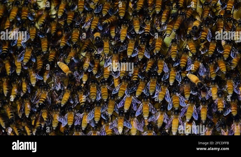 Giant Honey Bees are known to build large colonies of nest with Stock ...